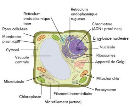 Les différents types de cellule eucaryote [MOOC Cytologie]
