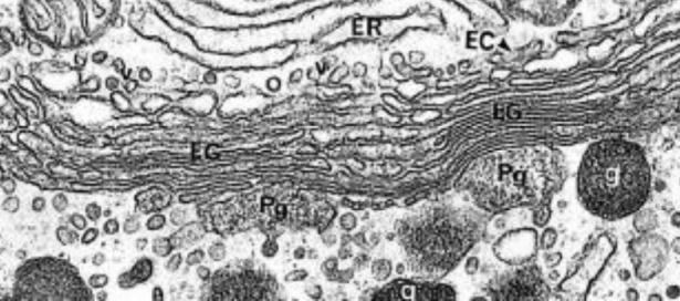 2.1 Polarité des dictyosomes : [MOOC Cytologie]