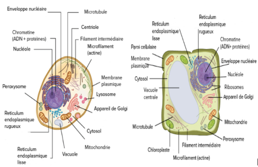 La différence entre la cellule animale et la cellule végétale [MOOC Cytologie]