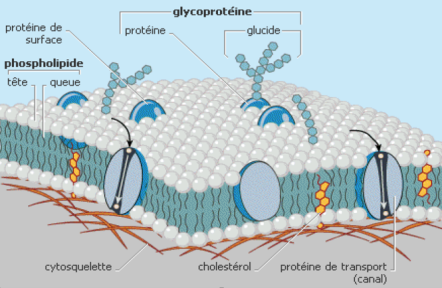 Ultrastructure de la membrane plasmique [MOOC Cytologie]