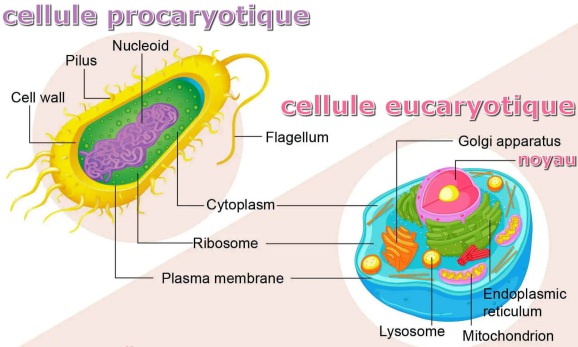 Cours en ligne Cytologie - La cellule : Types et caractéristiques